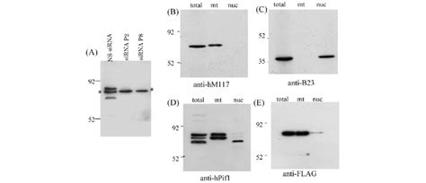 Subcellular Localization Of Hpif1 Subcellular Fractionation To Define