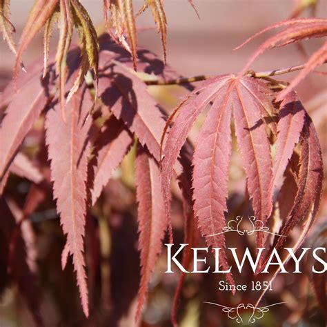 Acer Palmatum Pixie Dw Kelways Plants Ltd