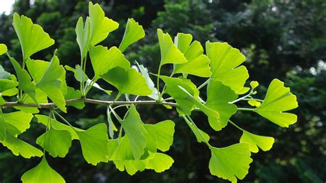 Home Remedies Can Ginkgo Biloba Prevent Memory Loss Mayo Clinic