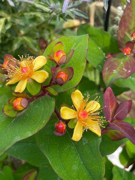 Sangria St Johns Wort Hypericum X Inodorum Kolsan Organic Seedpods