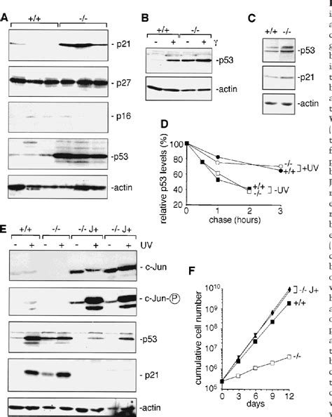 Jun Gene Semantic Scholar