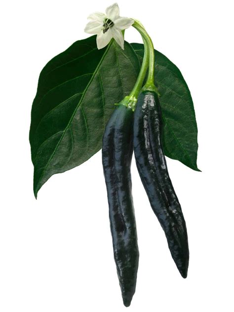 Chile Pasilla About The Delicious Little Raisin Pepper 7 Step