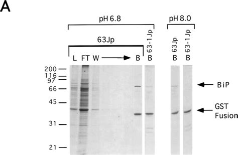 63jp Binds Selectively To Bip From Detergent Solubilized Microsomal