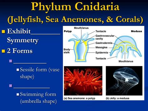 Ppt Animal Phyla Porifera And Cnidaria Powerpoint Presentation Id