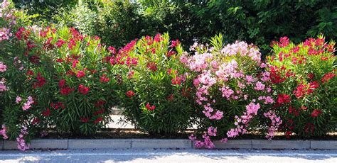 Oleander Planting Along A Fence