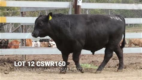 Lot 012 Youtube