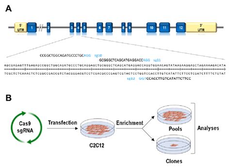 Generation Of Lmna Exon 4 Mutations Using Crisprcas Technology A