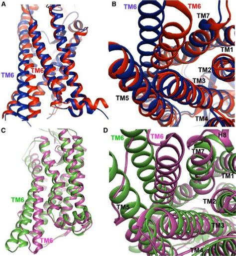 Superimposed Ribbon Models Comparing Active And Inactive Conformations