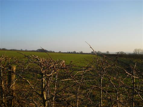 Anemone Times A Walk To Hidcote Boyce