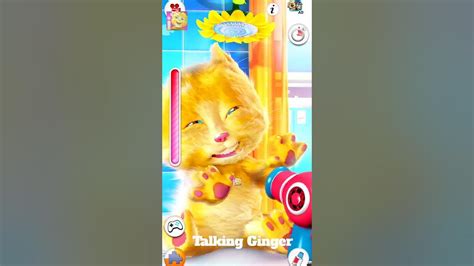 Talking Gingrr Cute And Funny Moment 🐱🐱 Shorts Shortsfeed Ginger