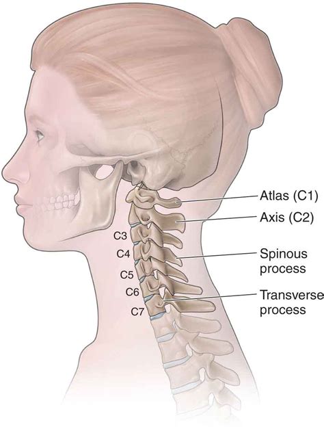 C4 C6 Spine Yahoo Image Search Results Cervical Mother Earth Spines