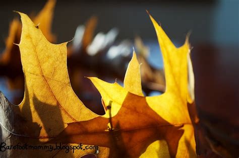 How To Make An Oak Leaf Crown Leaf Crown Oak Leaf Crown