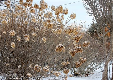 Mophead Hydrangea In Winter Proper Spring Care For Hydrangea