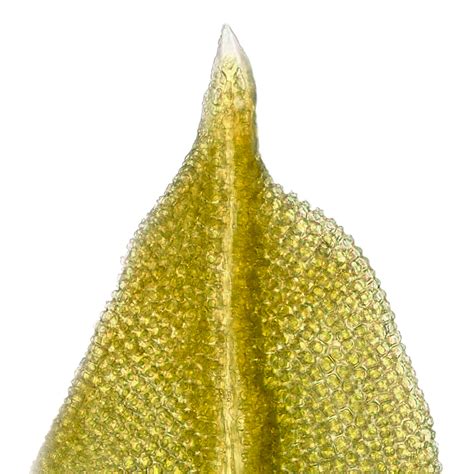 Artfakta Från Slu Artdatabanken