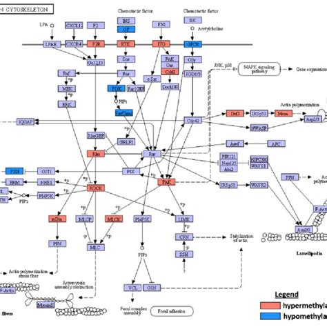Regulation Of Actin Cytoskeleton Pathway One Of Pathways Enriched By