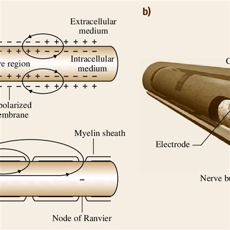 3ab Neuron Conduction A Top Unmyelinated Fiber Bottom Myelinated