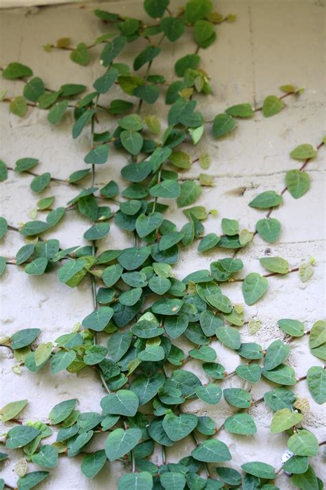 Southern Lagniappe Creeping Fig Vine Creeping Fig Wall Climbing