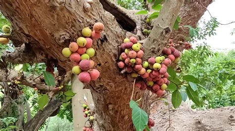 Sycamore Root गूलर की जड़ के लाभ Gular Root Ka Mahatva In Hindi Astro Tips Of Sycamore Aka