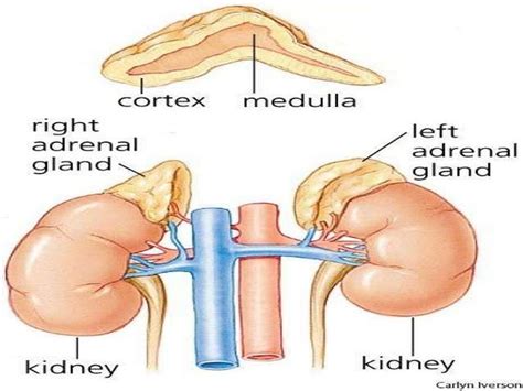 Pictures Of Adrenal Cortex