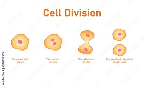 Simple Cell Division Diagram In Biology Mitosis Stages Stock Vector Adobe Stock