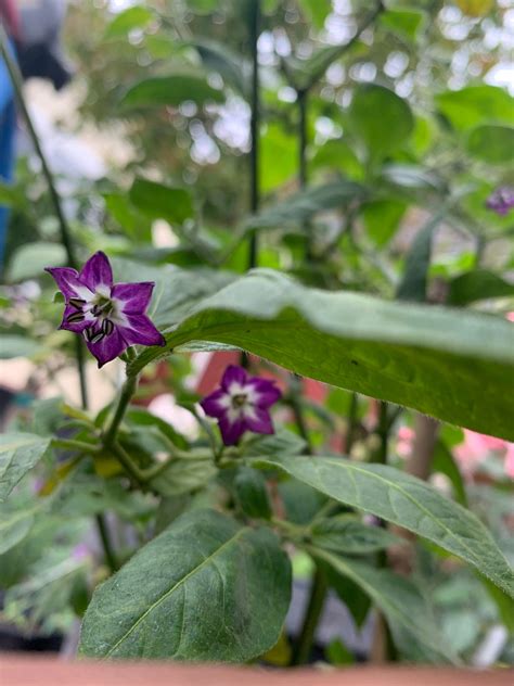 Aji Manzano Rocoto Largo Peruvian Pepper Plant Fruiting Live Plant