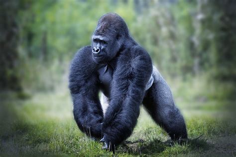 Great Apes Genus Species
