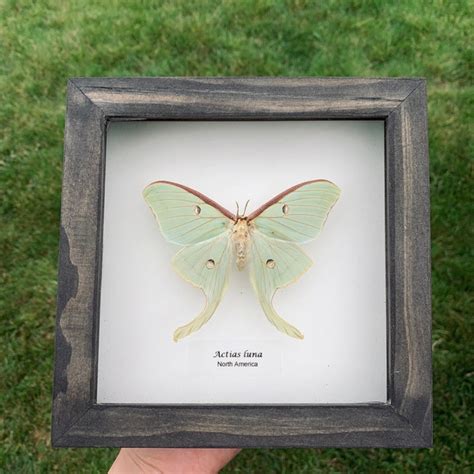 Real Morpho Sulkowskyi Specimen In Museum Grade Frame Ethically Sourced From Peru Home Decor Bug