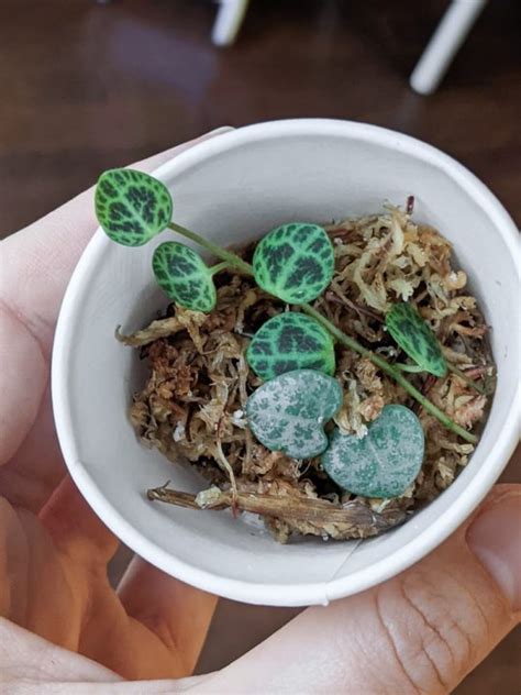 How To Care For The Unique String Of Turtles Plant