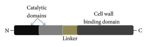Schematic Representation Of The Modular Structure A And Mode Of