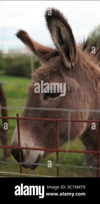 Friendly Donkey Behind A Rusty Fence In A Field Celebrates World Donkey