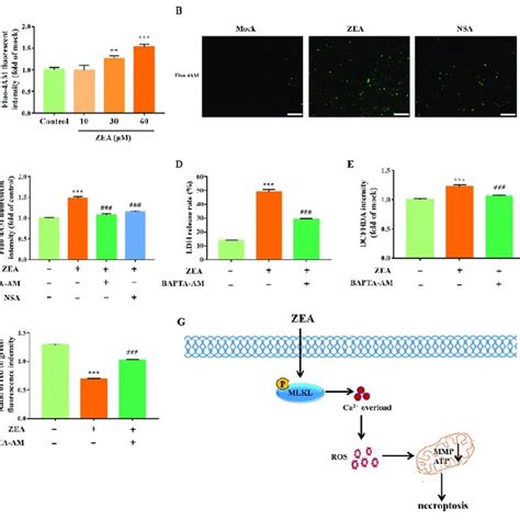 Mlkl Promotes Ros Generation And Mitochondrial Dysfunction In Gescs By Download Scientific