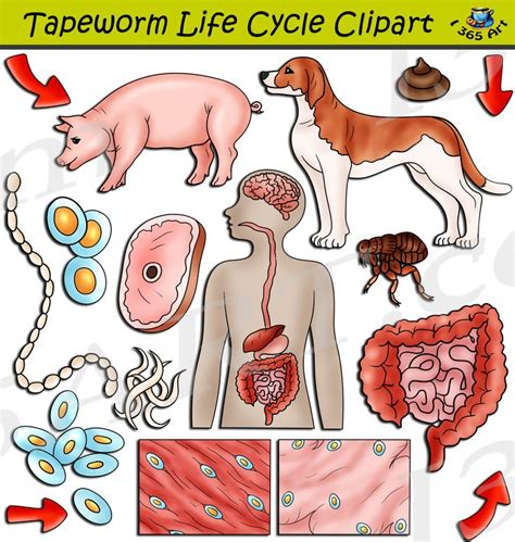 Tapeworm Life Cycle Clipart Set Download Clipart 4 School 2024