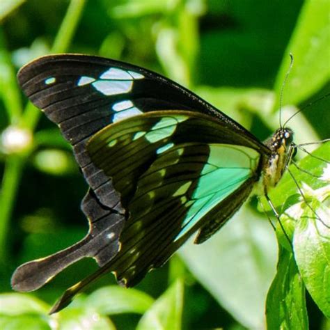 Apple Green Swallowtail Papilio Phorcas Insect Identification Guide Habitat And Facts