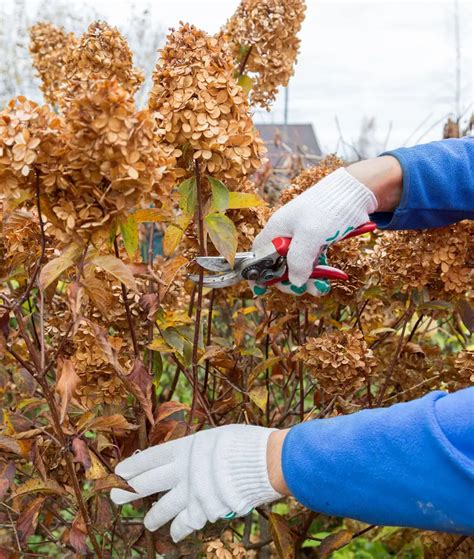 How To Grow And Care For Oakleaf Hydrangea