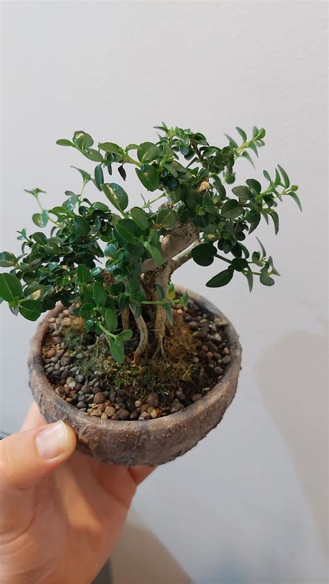 Bonsai Tree Identification R Plantidentification