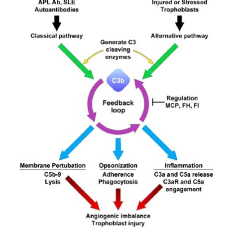 Schematic Diagram On The Role Of The Complement System During Human Download Scientific Diagram