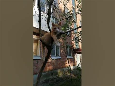 Котик на дереве. - YouTube