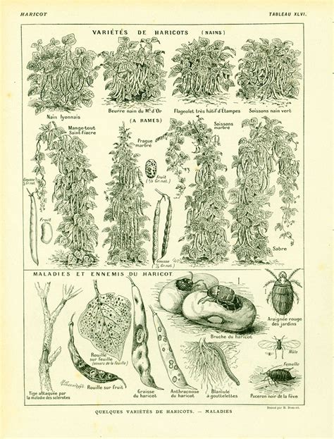 1922 Antique French Bean Identification Chart Vintage Etsy