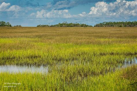Vp Shoots Photography Salt Marsh Steinhatchee Florida