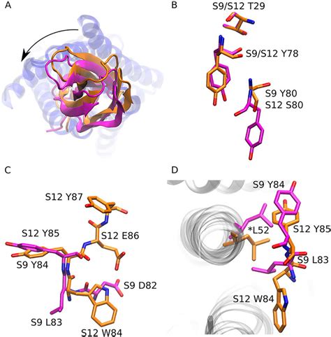 Structural Comparison Of S9 Ec2 And S12 Ec2 Complexesa Top Down View