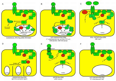 The Canonical Rtk Ras Erk Signaling Pathway And Alternative Download Scientific Diagram