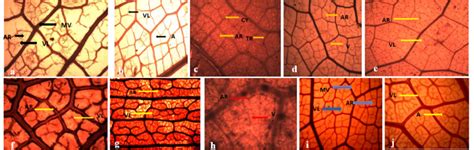 The Venation Patterns Of The Species Studied A F Leprieurii B F