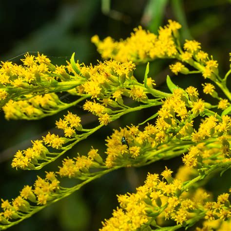 Solidago Canadensis Canadian Goldenrod The Small Batch Nursery
