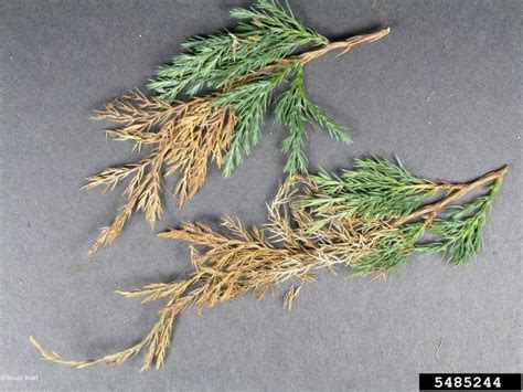 Juniper Diseases And Insect Pests Home And Garden Information Center