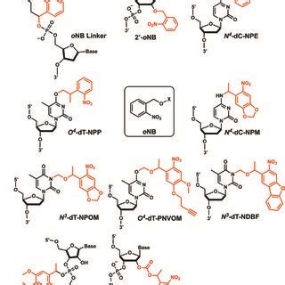 Representative Structures Of Onb Modifications On Oligonucleotides