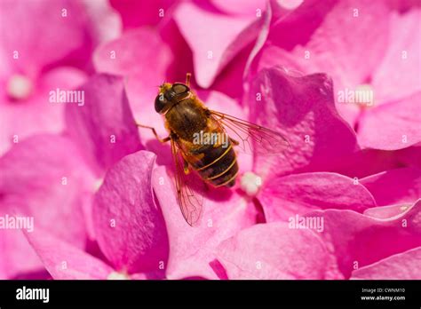 Hover Fly Bee Wasp Taken At Our Garden On A White Rose Amlwch Anglesey North Wales Uk Stock