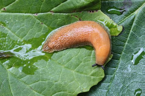 Mollusks Carnegie Museum Of Natural History