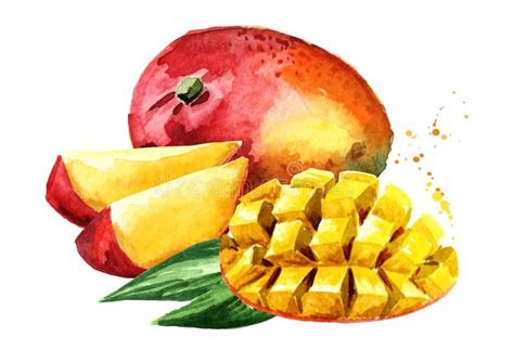 Плодоовощ манго с кубами манго Иллюстрация акварели нарисованная рукой ...