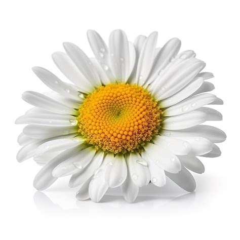 Premium Ai Image Daisy Flower With Isolated On White Background Generate Ai