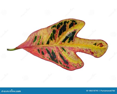 Codiaeum Variegatum Leaf Isolated On White Background Stock Image